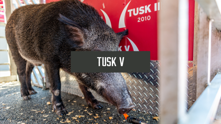 Traditions | Arkansas Razorbacks