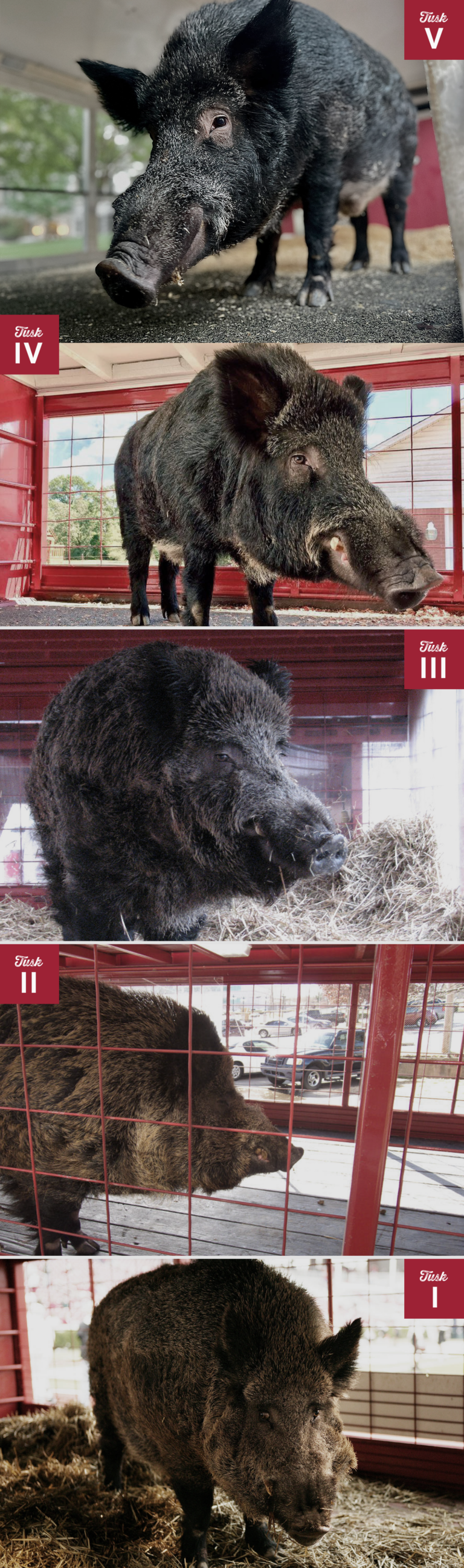 Tusk VI | Arkansas Razorbacks