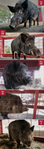 Tusk VI | Arkansas Razorbacks
